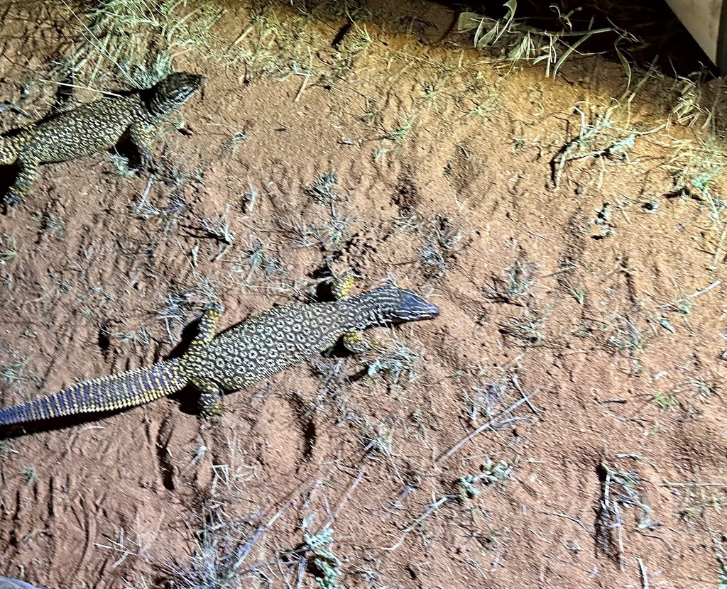 Ridge-tailed Monitor from East Ward, Gibson Desert North, WA, AU on ...