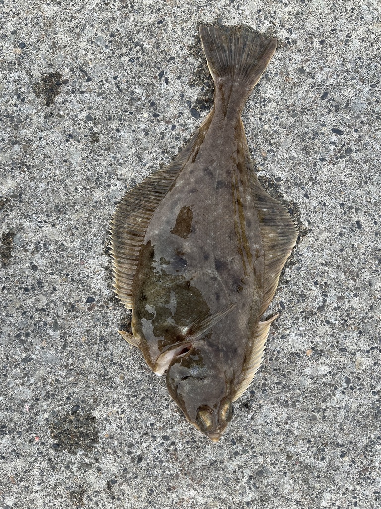 Yellow-striped Flounder (Pseudopleuronectes herzensteini) - Marine Life ...