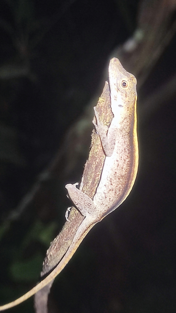 Brown-eared Anole in July 2024 by Wildlife Tours Peru, Christoph Meyer ...