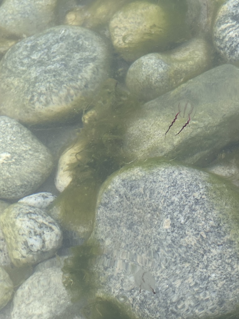 Arctic comb jelly from Störtebeckersundet, Longyearbyen, Svalbard, NO ...