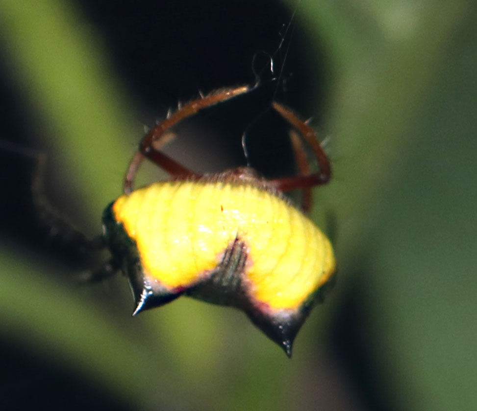 Two-spined spider in June 2024 by juliegraham173 · iNaturalist