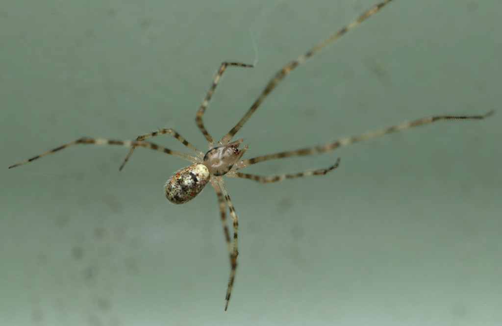 White porch spider in June 2024 by juliegraham173 · iNaturalist
