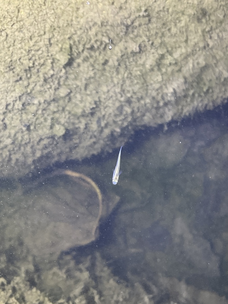 Chinese rice fish in July 2024 by Pintsen JIN · iNaturalist