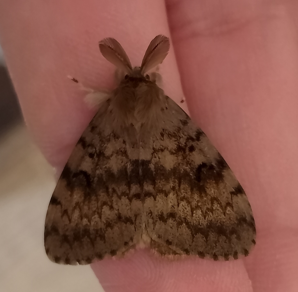 Spongy Moth from 57021 Campiglia Marittima, Province of Livorno, Italy ...