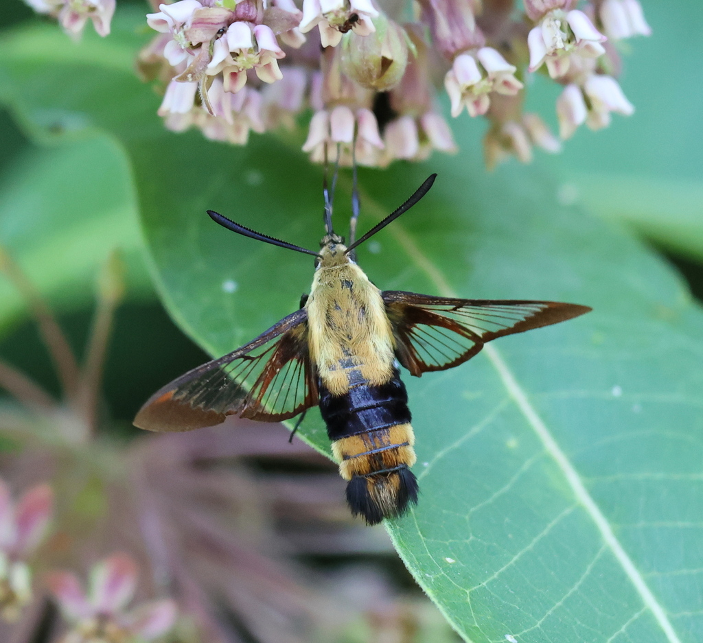 Snowberry Clearwing in July 2024 by jugbayjs · iNaturalist