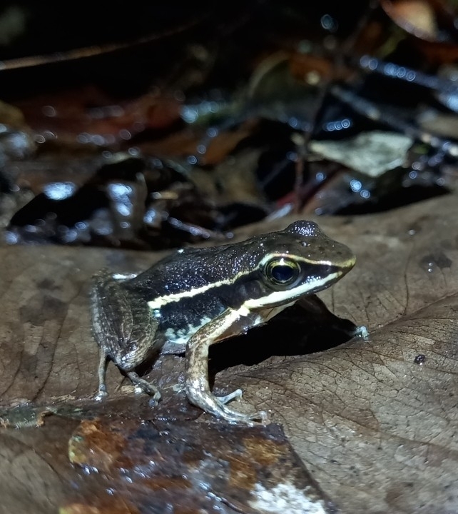 Hylodes uai from Monsenhor Horta, Mariana - MG, 35420-000, Brasil on ...