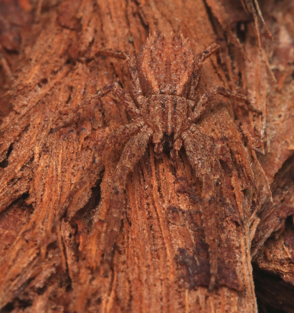 Cambridge's Crab Spider in June 2024 by juliegraham173 · iNaturalist