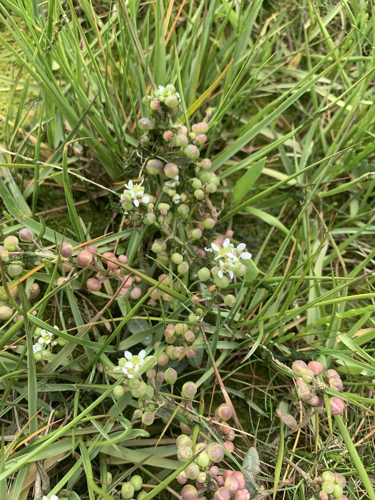 Cochlearia × hollandica from Merseyside, England, GB on July 3, 2024 at ...