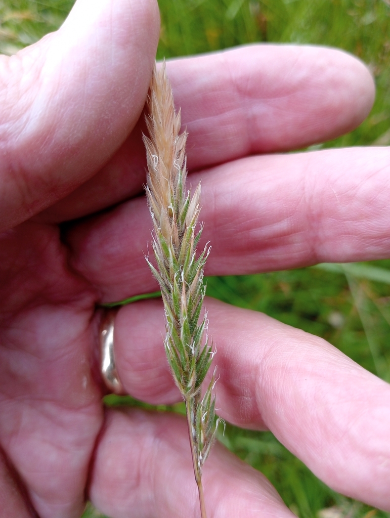 sweet vernal grass from Crockey Hill, York YO19 4SL, UK on July 3, 2024 ...