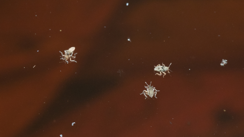 Microvelia leveillei from Tampines Ave 9, Tampines Eco Green, Singapore ...