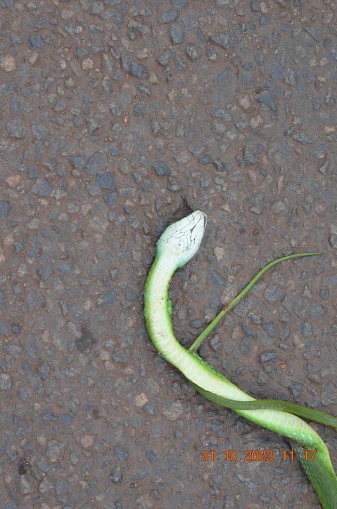 Snakes from Lokossa, Benin on October 31, 2023 at 11:17 AM by ONG ODDB ...