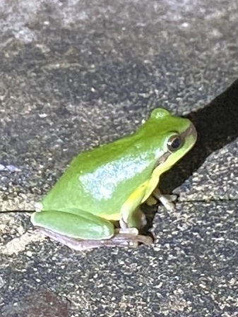 Common Chinese Tree Frog from 广信区, 上饶市, 江西省, CN on July 03, 2024 at 09: ...
