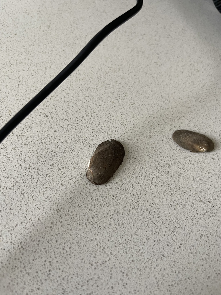 Ambleminae from W Arthur St, Manhattan, IL, US on July 3, 2024 at 08:14 AM by karinlee83 ...