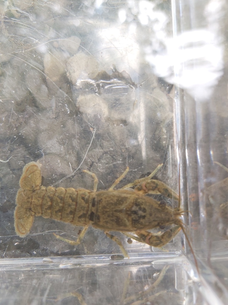 Virile Crayfish from Meadowvale, Mississauga, ON, Canada on June 14 ...