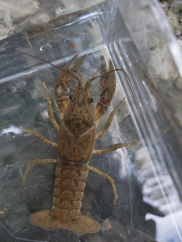 Virile Crayfish from Meadowvale, Mississauga, ON, Canada on June 14 ...