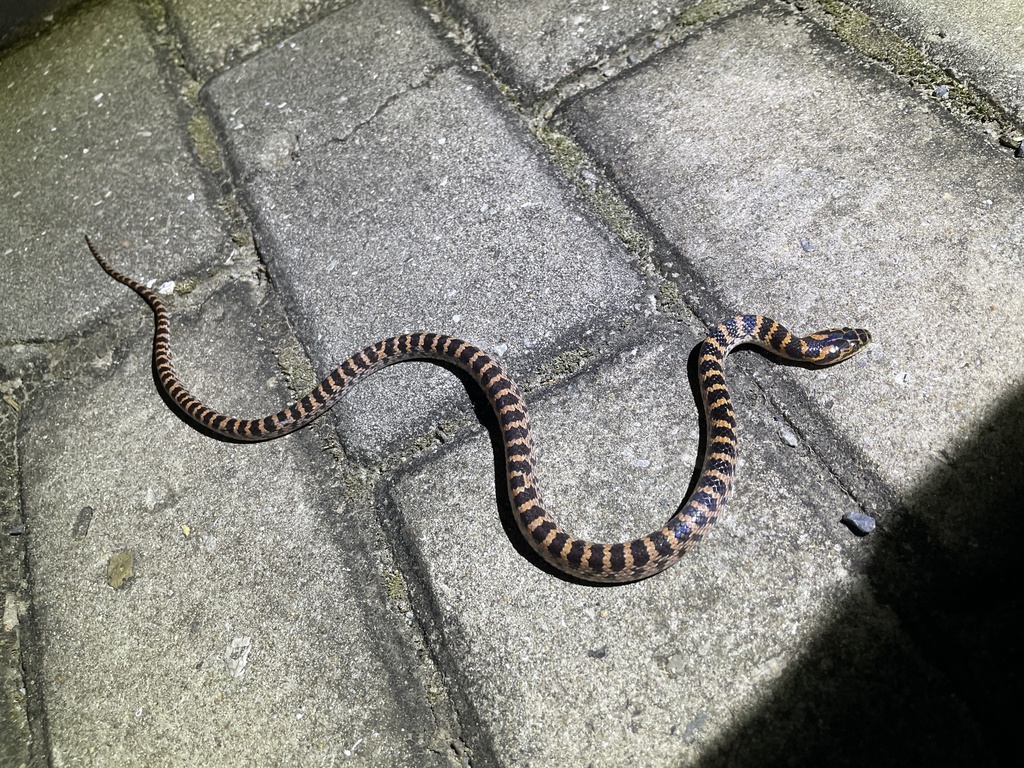 Red-banded Snake from 普陀区海岛公园, 舟山市, 浙江省, CN on July 3, 2024 at 09:20 PM ...