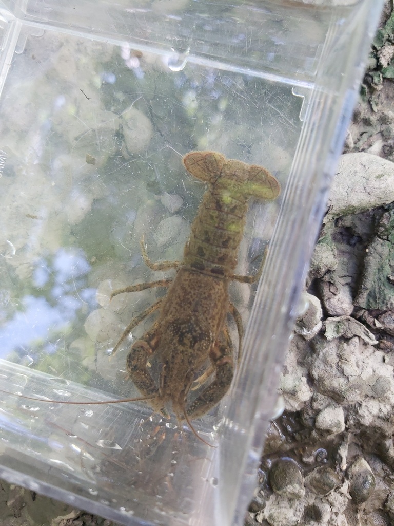 Virile Crayfish from Meadowvale, Mississauga, ON, Canada on June 14 ...