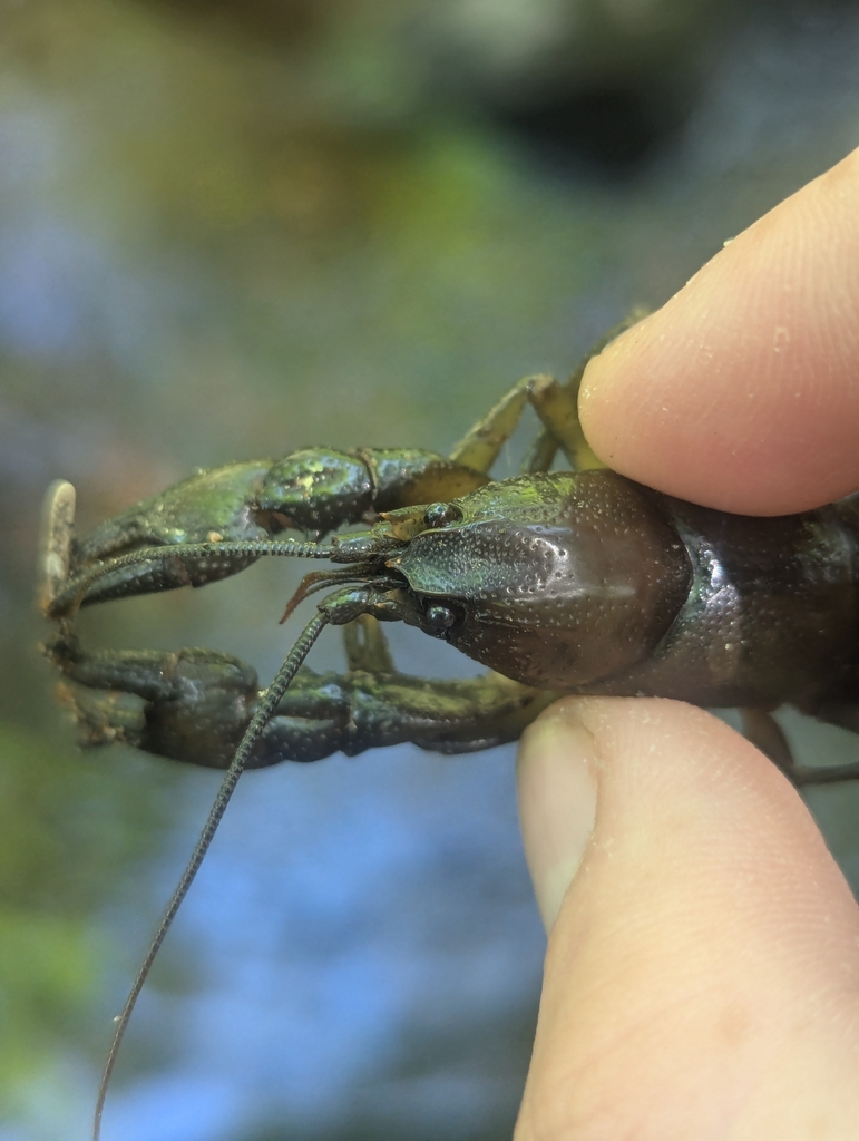 Eastern Crayfish from PJG6+4P, Laurentian Valley, ON K0J 2J0, Canada on ...