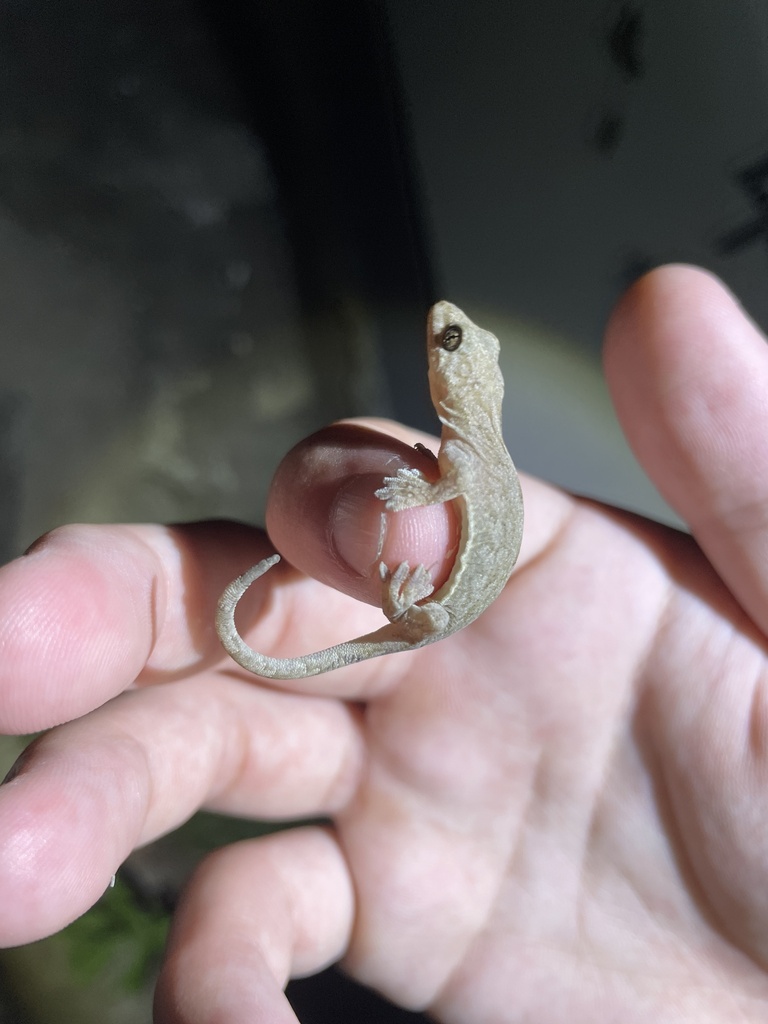 Calling Geckos from 普陀区海岛公园, 舟山市, 浙江省, CN on July 3, 2024 at 09:30 PM ...