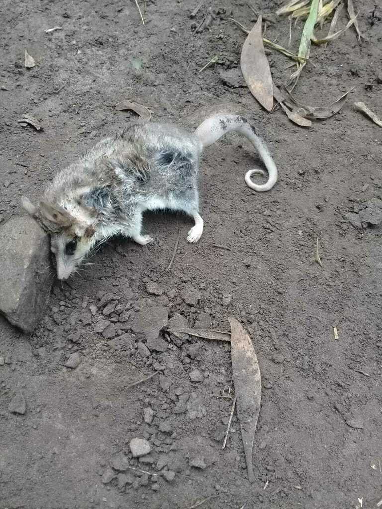 White-bellied Fat-tailed Mouse Opossum from Gral Pueyrredón, Provincia ...