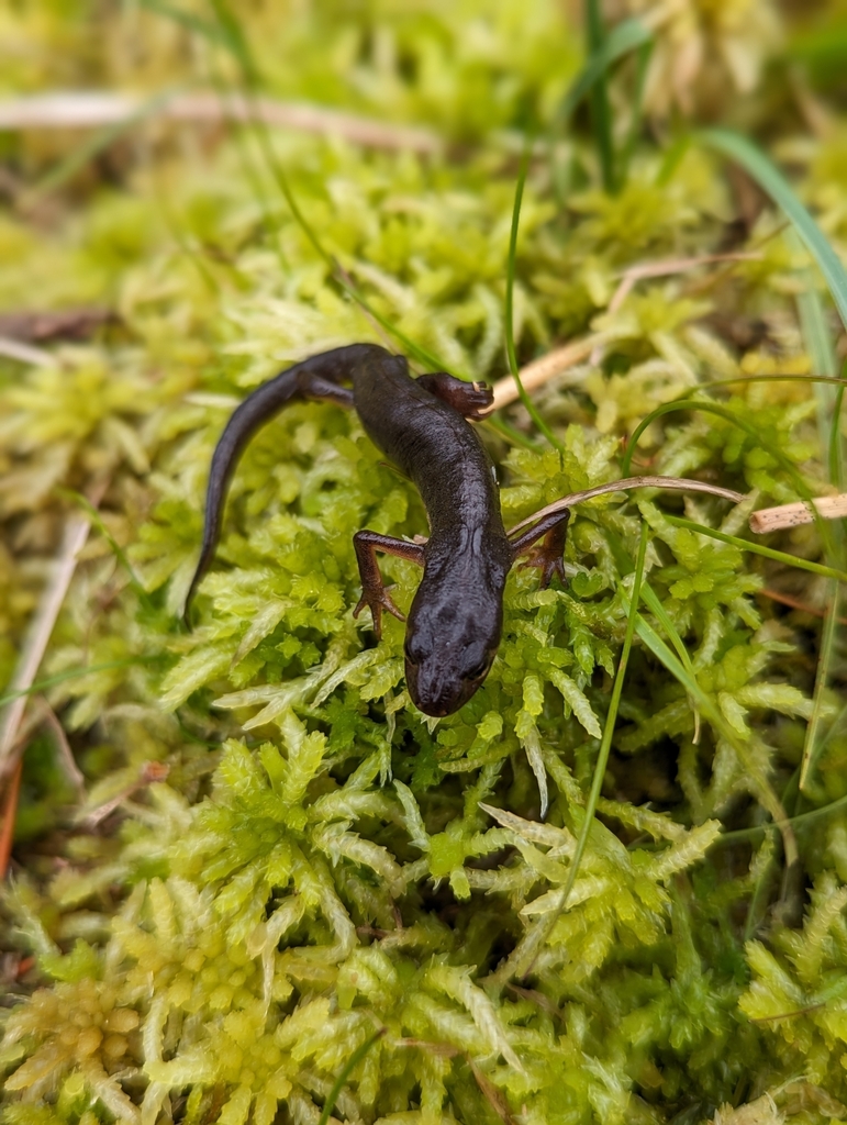 Smooth Newt from Enniskillen BT93 5FY, UK on June 03, 2024 at 02:44 PM ...