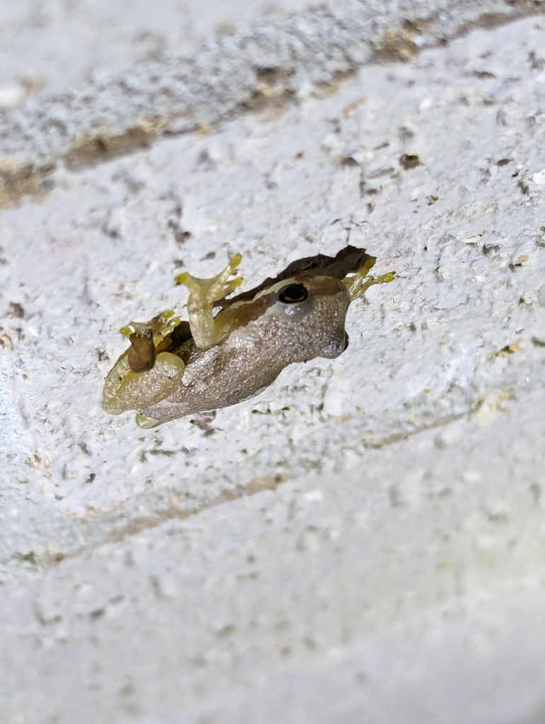 screaming tree frog from Tallwoods Village NSW 2430, Australia on April ...