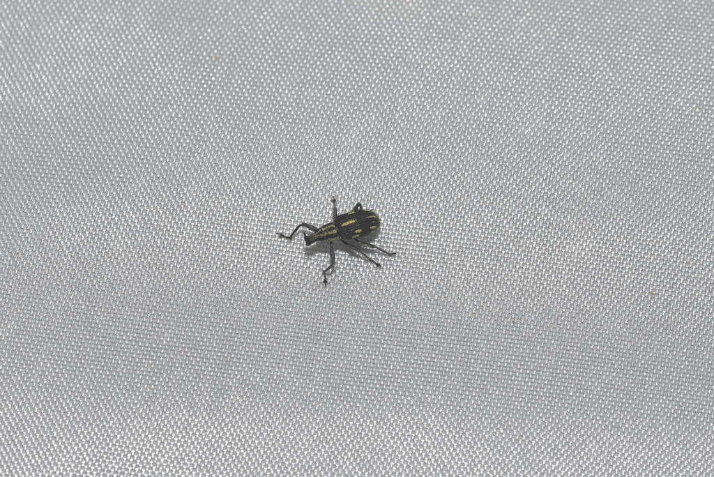 Myllocerinus aurolineatus in June 2024 by 龙栩川 · iNaturalist