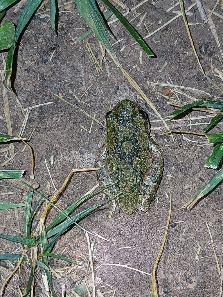 Gray Treefrog Species Complex from Norman, OK 73026, USA on July 02 ...