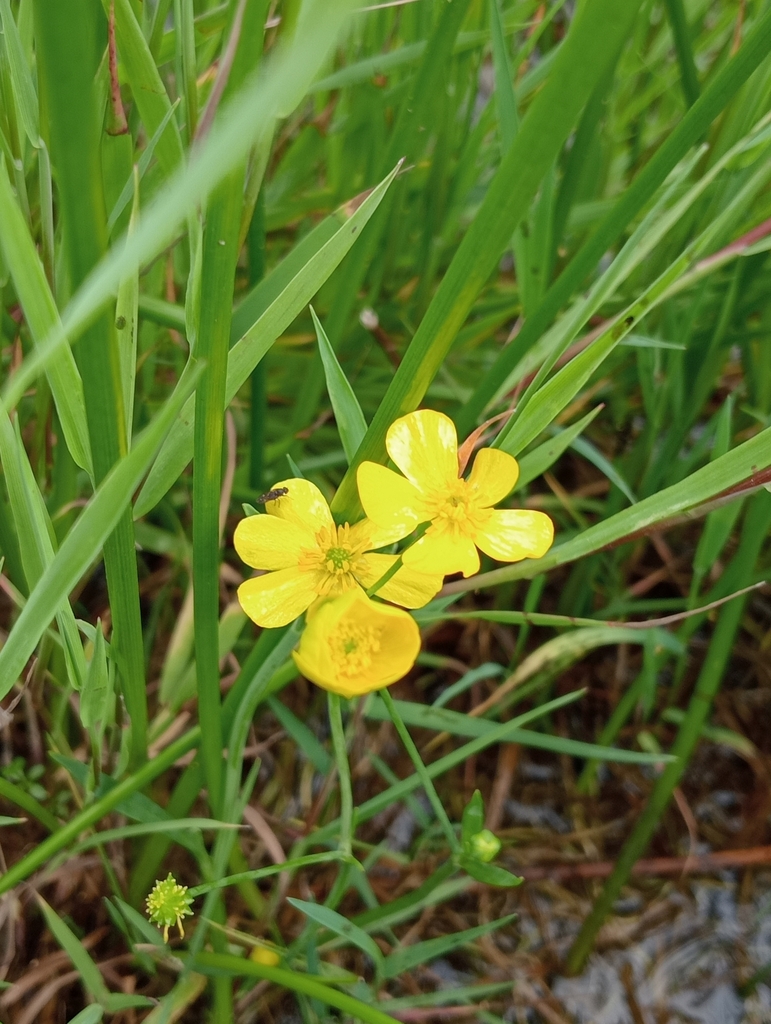 Lesser Spearwort from York YO10 5EJ, UK on July 3, 2024 at 03:41 PM by ...