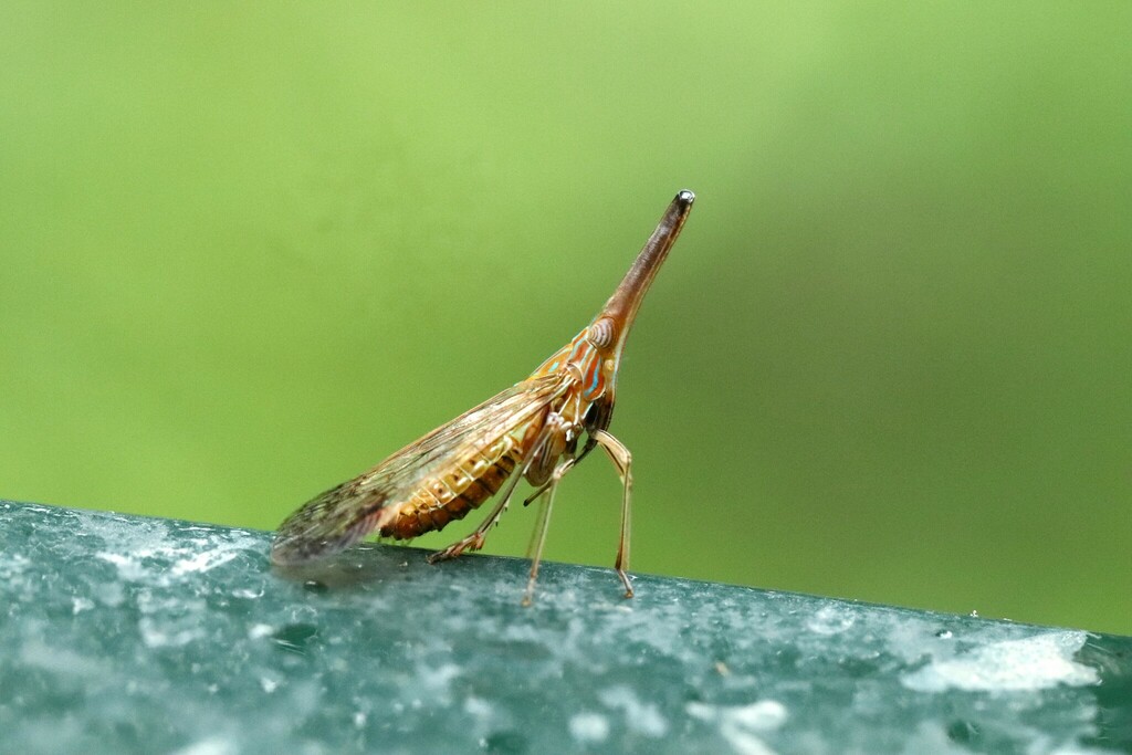 Raivuna nakanonis from Lam Tsuen, Hong Kong on June 29, 2024 at 02:37 ...