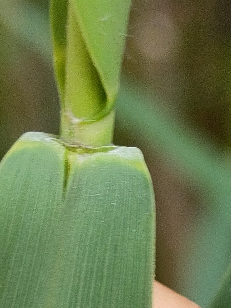 grasses from Ashton Moss, Ashton-under-Lyne OL6 7UB, UK on July 3, 2024 ...