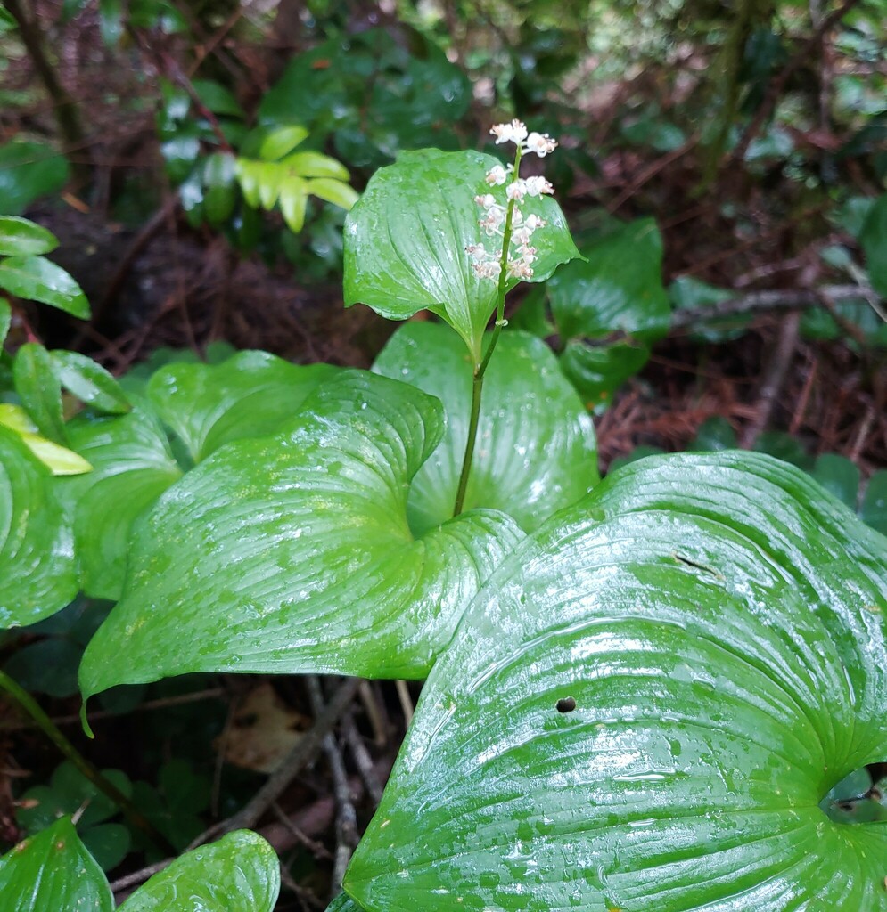 Western Lily of the Valley from Redwood National Park, Humboldt ...