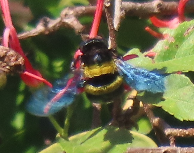 Double-banded Carpenter Bee from Ndumo, South Africa on June 17, 2024 ...