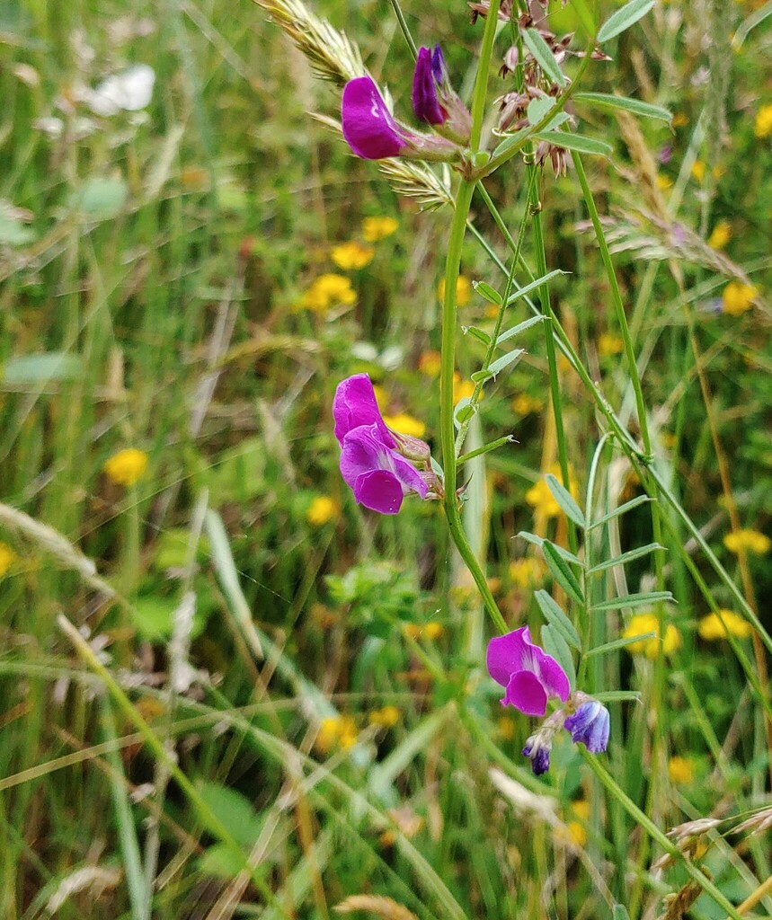 Common Vetch from Humboldt County, CA, USA on June 23, 2024 at 10:53 AM ...