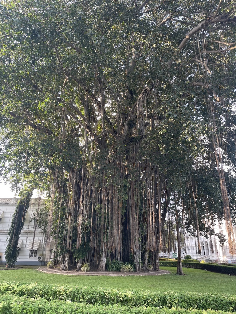 Indian banyan from Cejlon, Colombo, Western Province, LK on July 2 ...