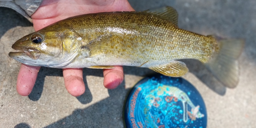 Neosho Bass (Micropterus velox) - Marine Life Identification