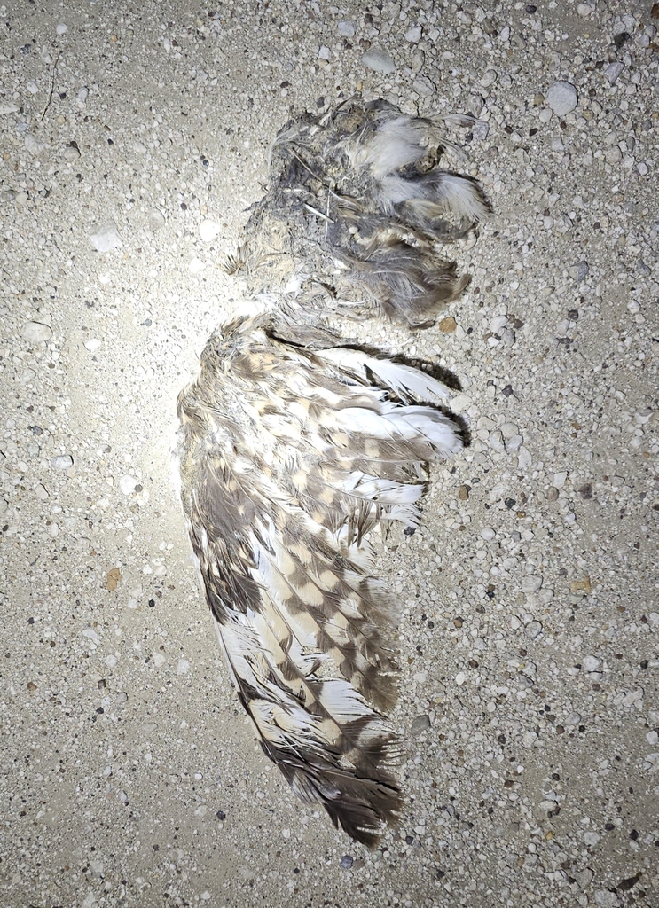Short-eared Owl from Mud Butte, SD 57758, USA on June 30, 2024 at 09:56 ...