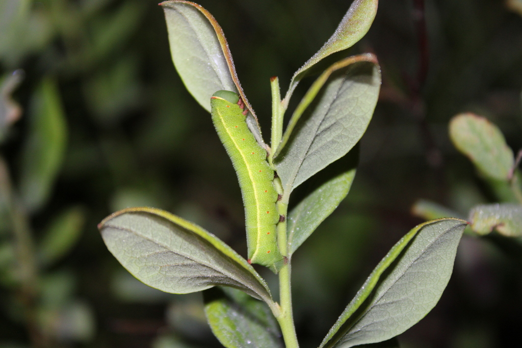 Slender Clearwing in July 2024 by Teá Montagna. Host: Vaccinium ...