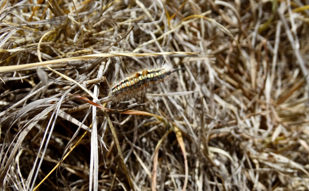 Tussock Moths from Kieni East, Kenya on March 25, 2015 at 12:08 PM by ...