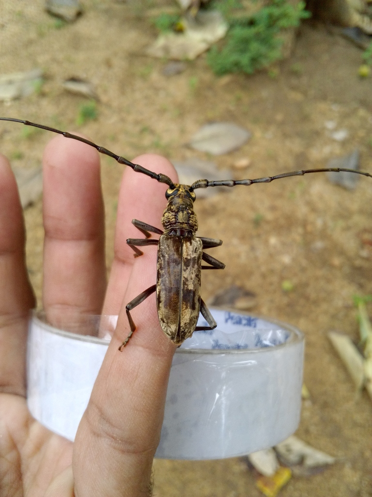 Trirachys indutus from Kurunegala, Sri Lanka on November 29, 2017 at 11 ...