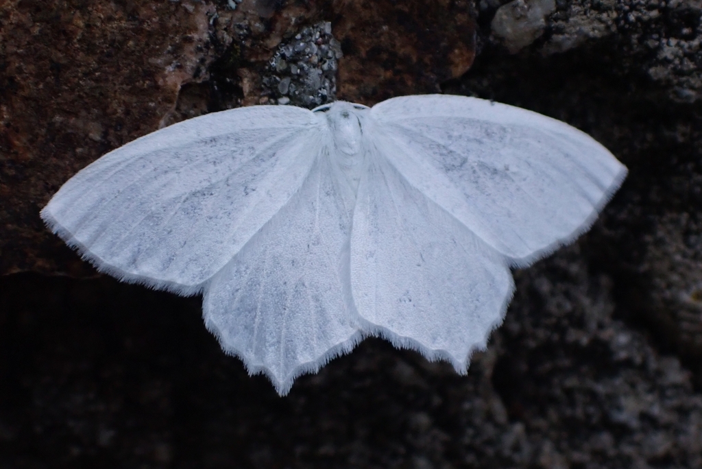 Snowy Geometer Moth from Pound Ridge, NY 10576, USA on July 03, 2024 at ...