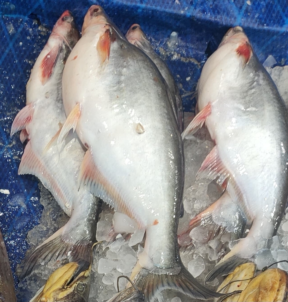 Pangasius krempfi in July 2024 by rimaraju_ · iNaturalist