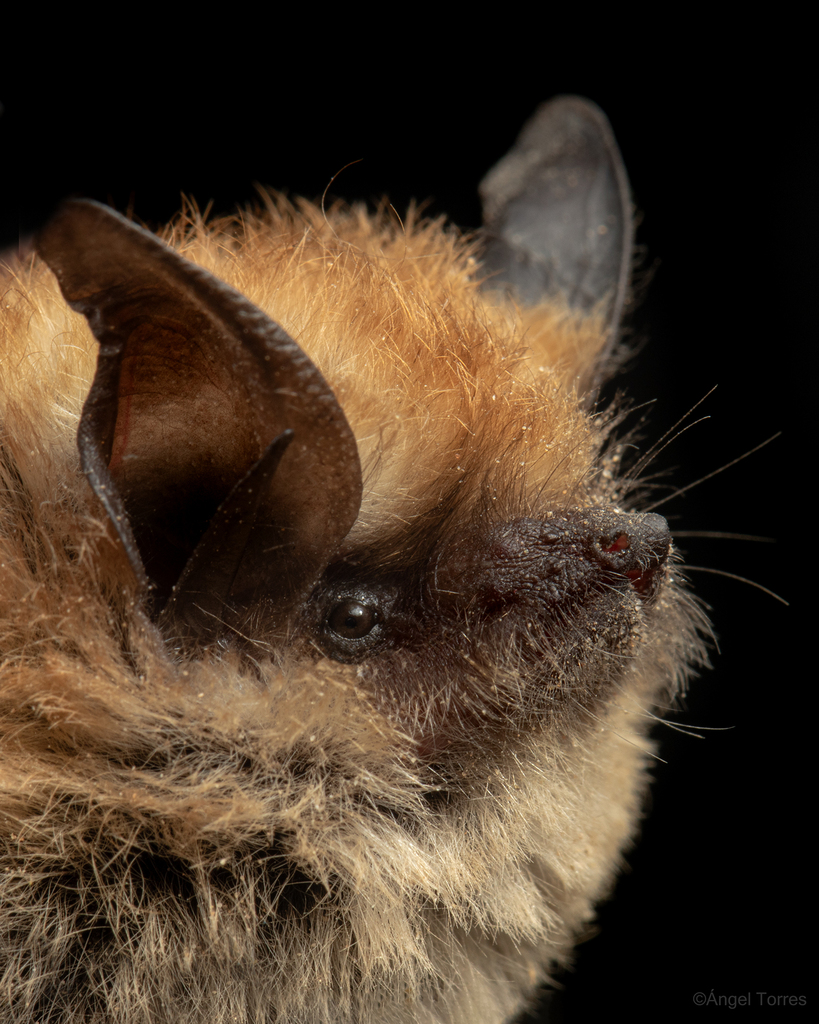 California Myotis from Puerto Peñasco, Son., México on June 20, 2024 at ...