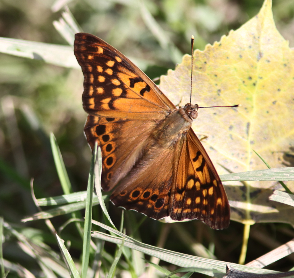 Tawny Emperor from Shetland Conservation Area, 6632 Bentpath Line ...