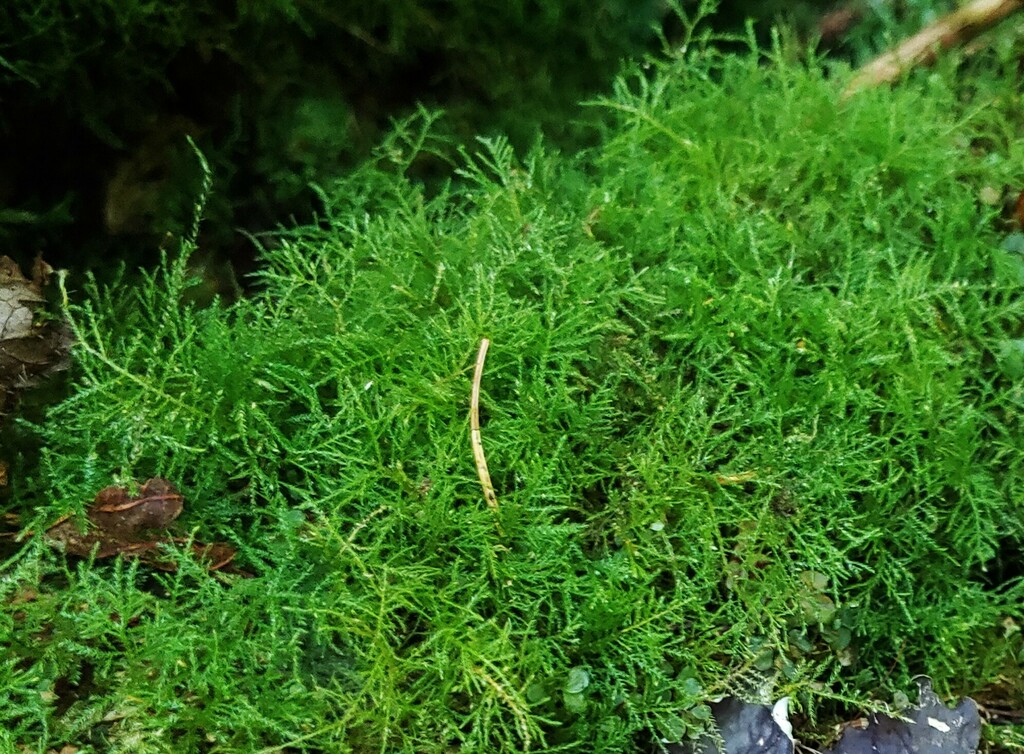 Common Feather-moss from Humboldt County, CA, USA on June 24, 2024 at ...
