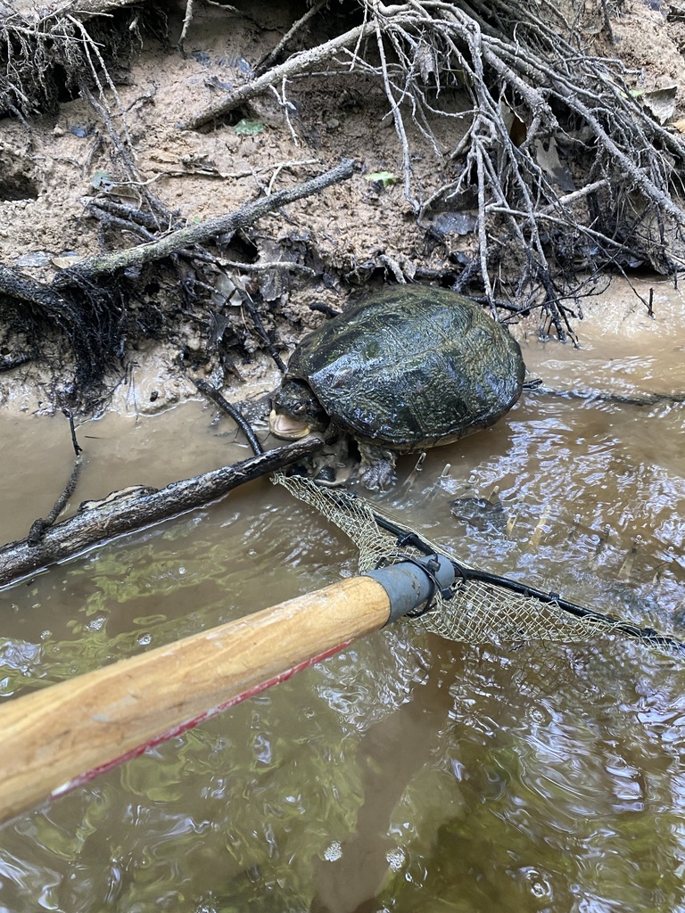 Common Snapping Turtle from County Road 31, Hampton, AR, US on July 01 ...