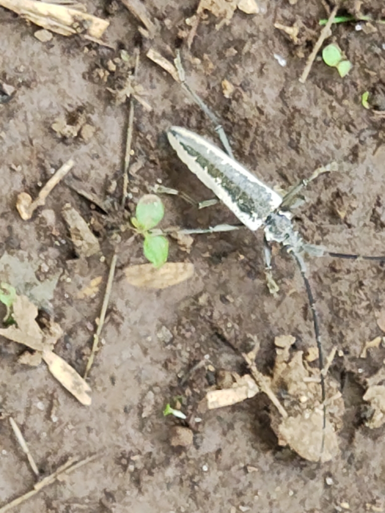 Fig Tree Borer from Ventura Puente, 58020 Morelia, Mich., México on ...