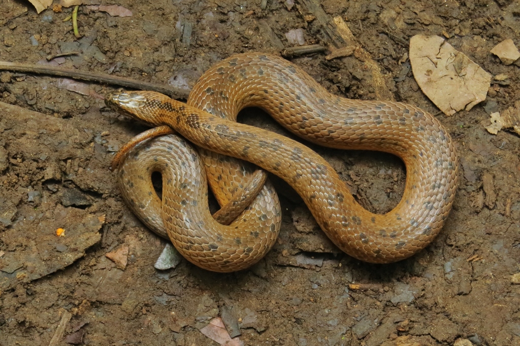 culebra lagunera (Guía de Serpientes en Honduras) · iNaturalist