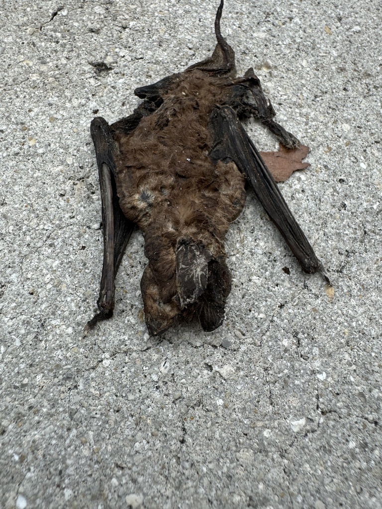 Free-tailed Bats from SW 88th St, Kendall West, FL, US on June 2, 2024 ...