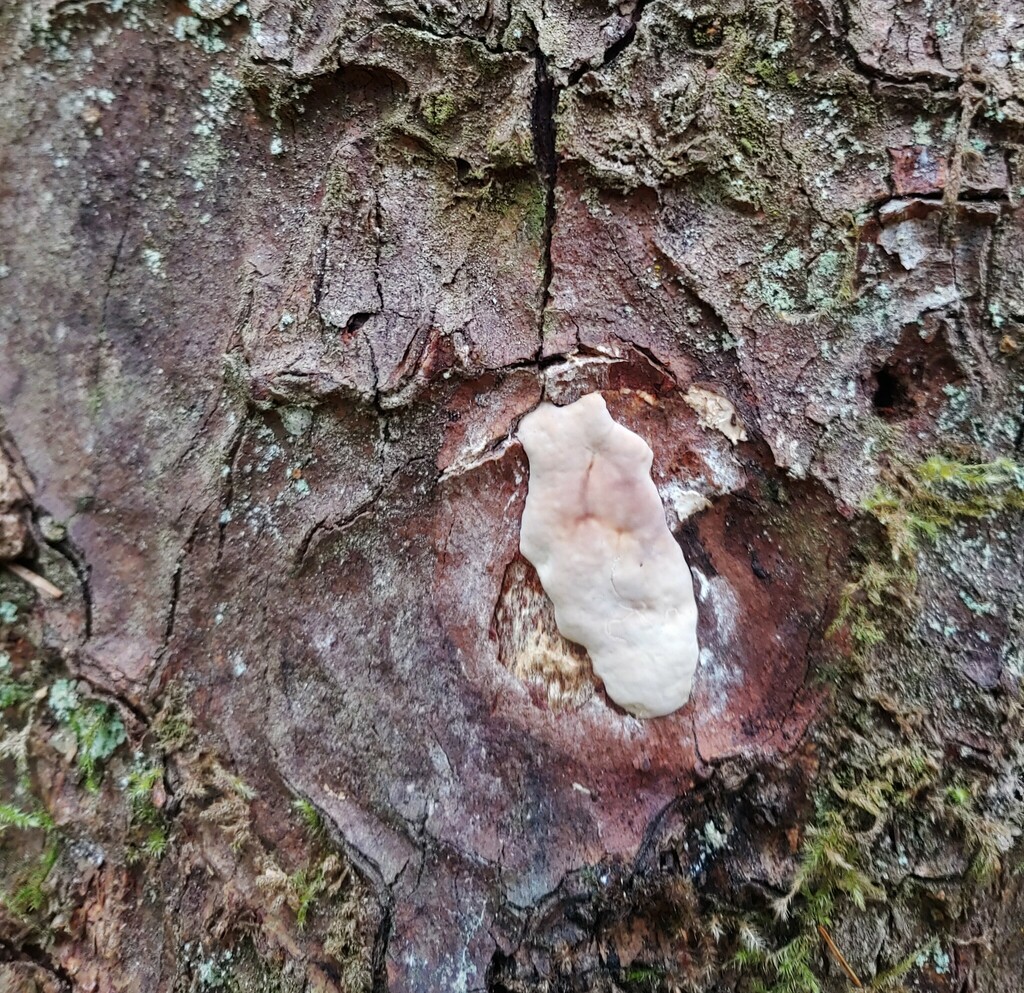 Pink Sherbet Polypore from Humboldt County, CA, USA on June 24, 2024 at ...